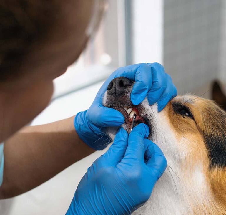 Dog Ear & Dog Teeth Cleaning in San Diego, CA | Chic Paws Grooming